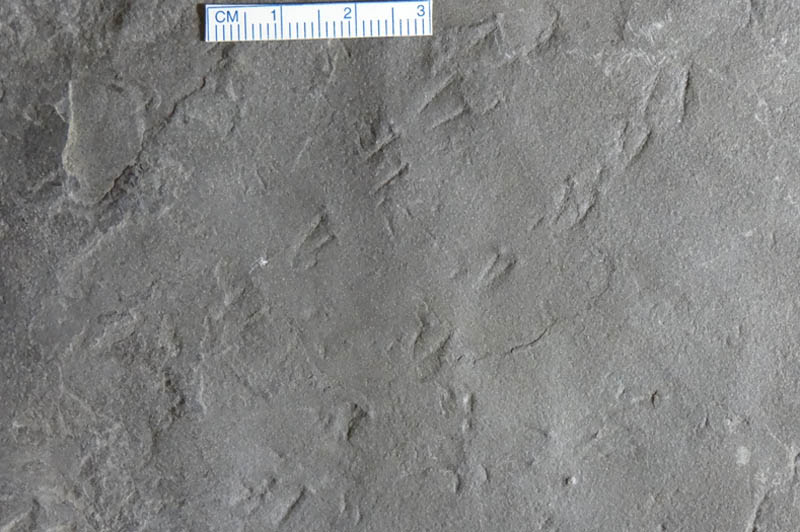 KU Ichnology