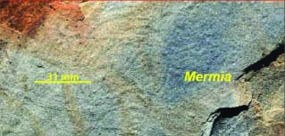 KU Ichnology