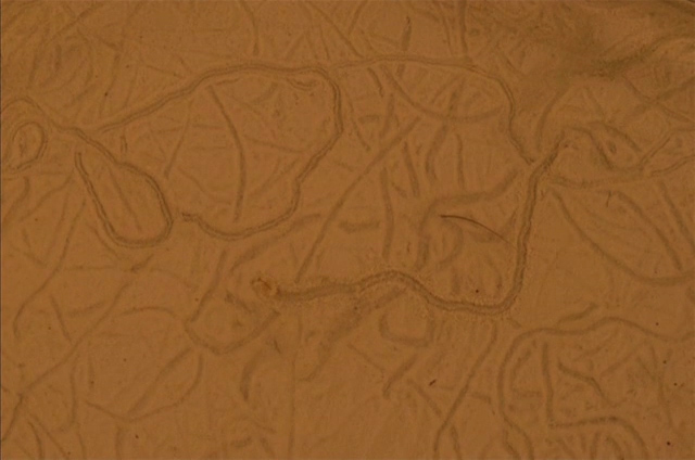 Ostracode Videos - KU Ichnology